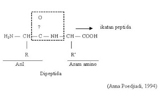 RANTAI TIGABELAS: PROTEIN