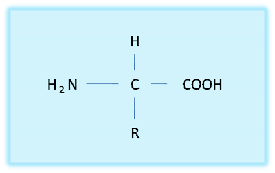 RANTAI TIGABELAS: PROTEIN