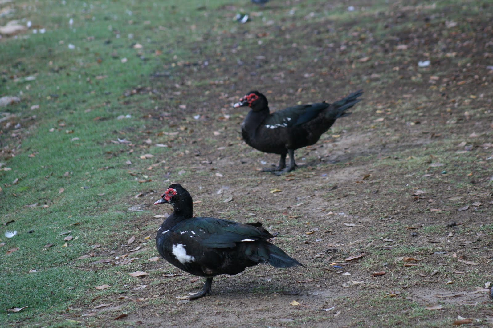 Carduelis-carduelis: Cairina moschata - Pato criollo