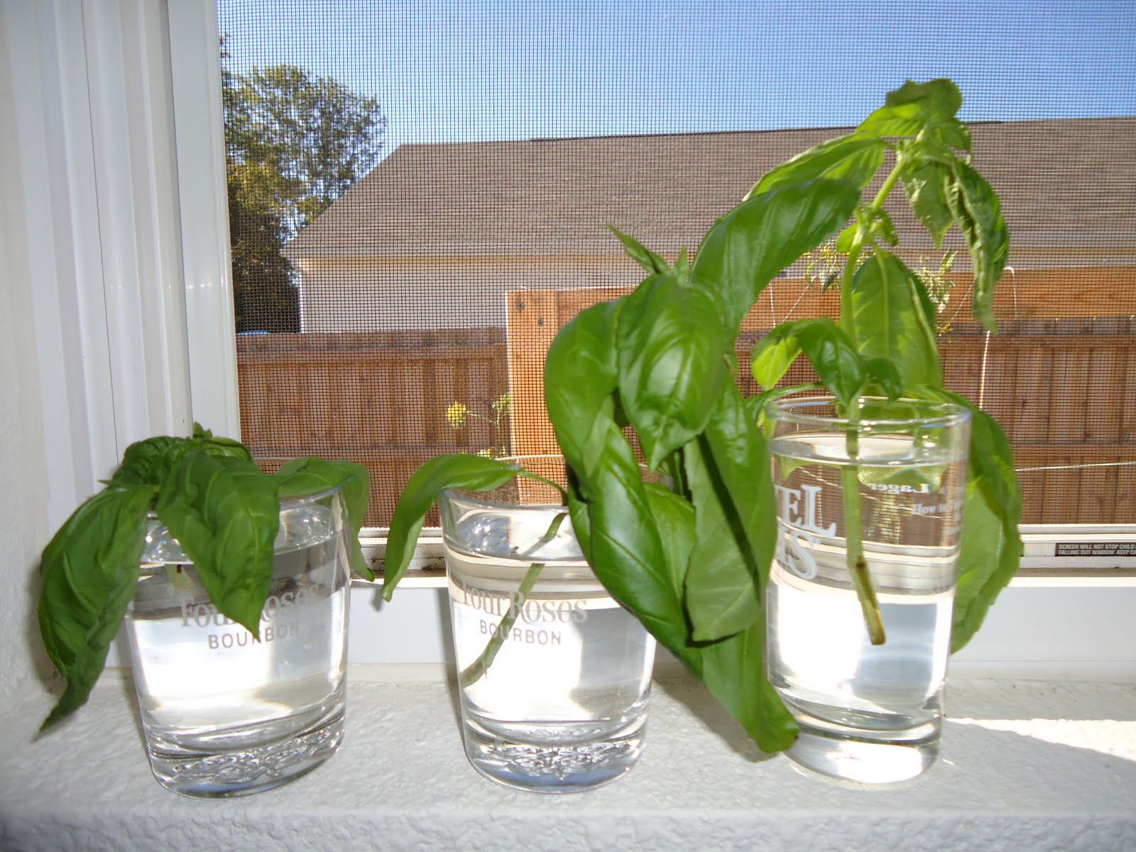 Thyme To Garden Now: Basil Propagation from Cuttings