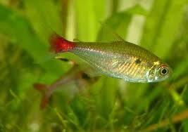 Peixes Ornamentais: Tetra red base