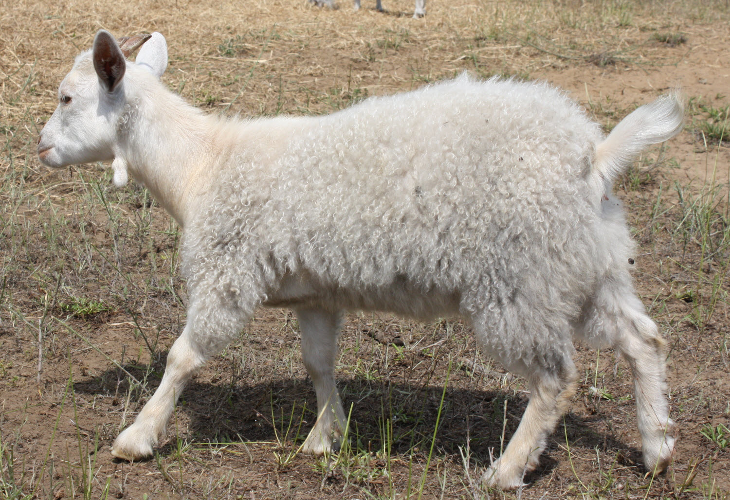 Pygora Goats Coming to Tail Spin Farm