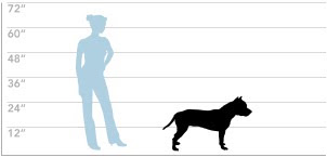 Dog Breeds: The American Staffordshire Terrier