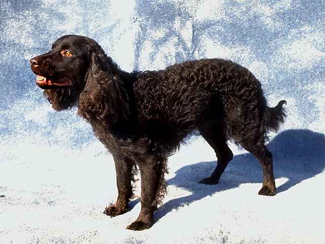 Dog Breeds: The American Water Spaniel