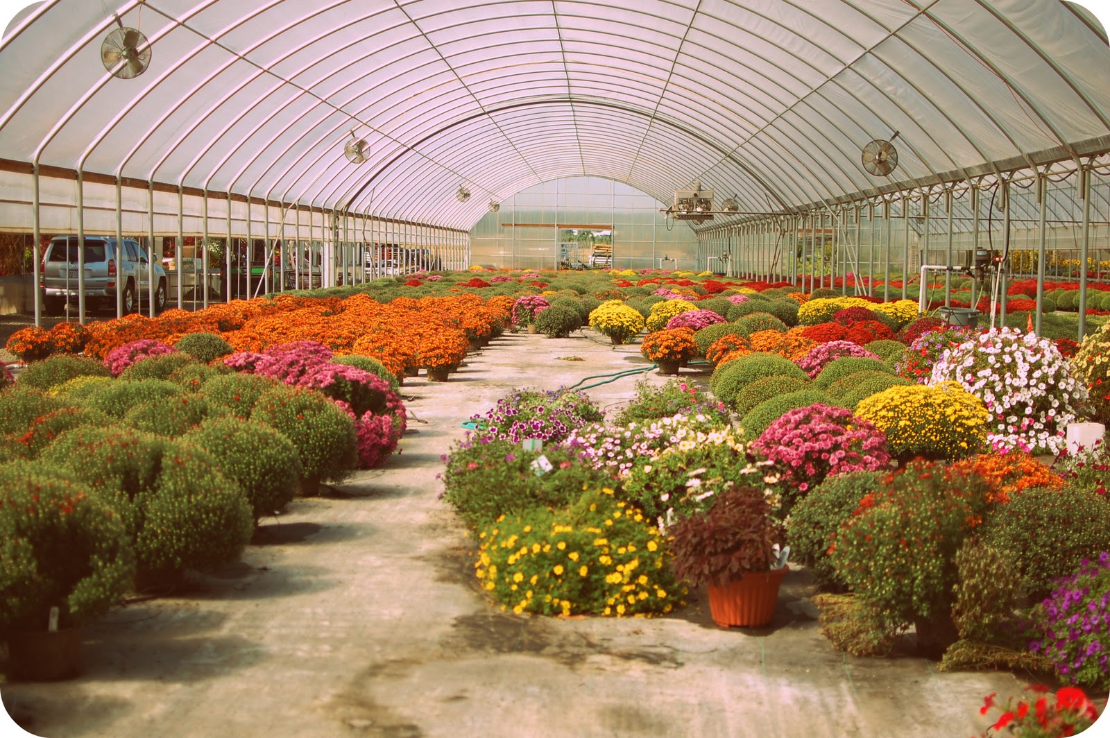 The Road: Trip to Bauman's Farm & Garden Pumpkin Patch