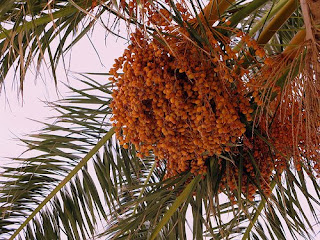 The World of Law School: The Smell of Palm Trees