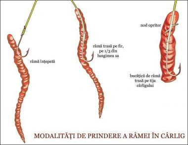 Momeli pentru mreană ~ Pescuit sportiv, pescuit amator