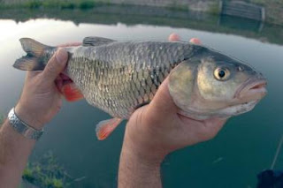 Pescuitul la clean ~ Pescuit sportiv, pescuit amator