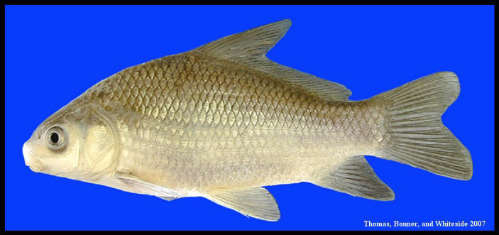 Fishing Buffalo, Smallmouth