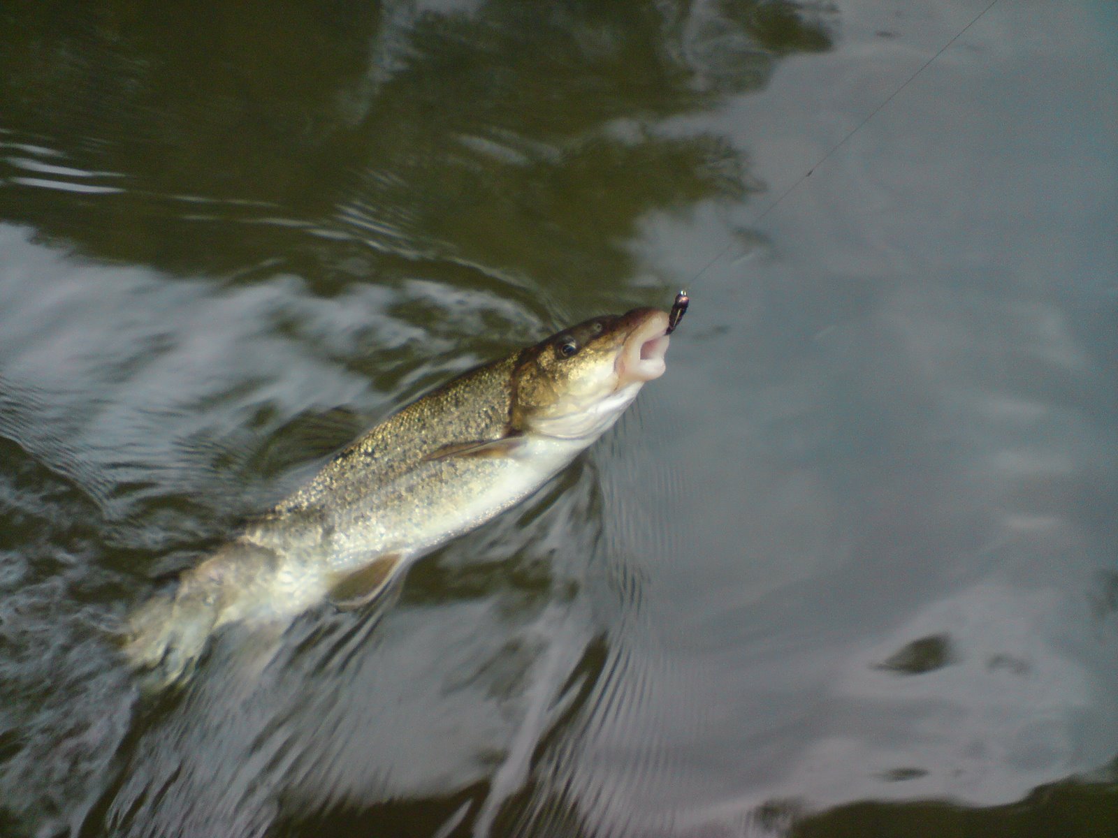 Pescuit Sportiv la Mreana ~ Pescuit sportiv, pescuit amator