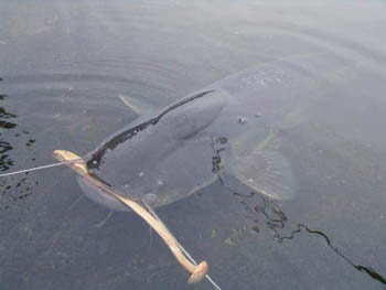 Pescuit Amator la Somn cu Clonc ~ Pescuit sportiv, pescuit amator