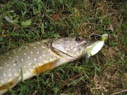 Pescuit Amator si pescuitul rapitorilor cu naluci ~ Pescuit sportiv ...