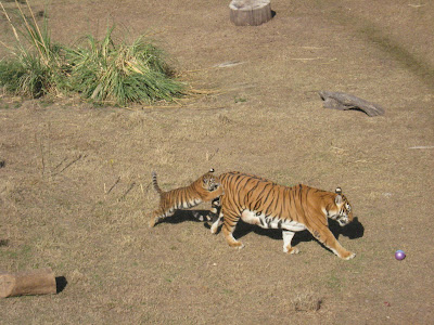*ARGENTINA*: Bioparque Temaiken