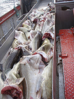 Inside the Atlantic Cod Fishery: From Sea to Stockfish: Lofoten’s ...