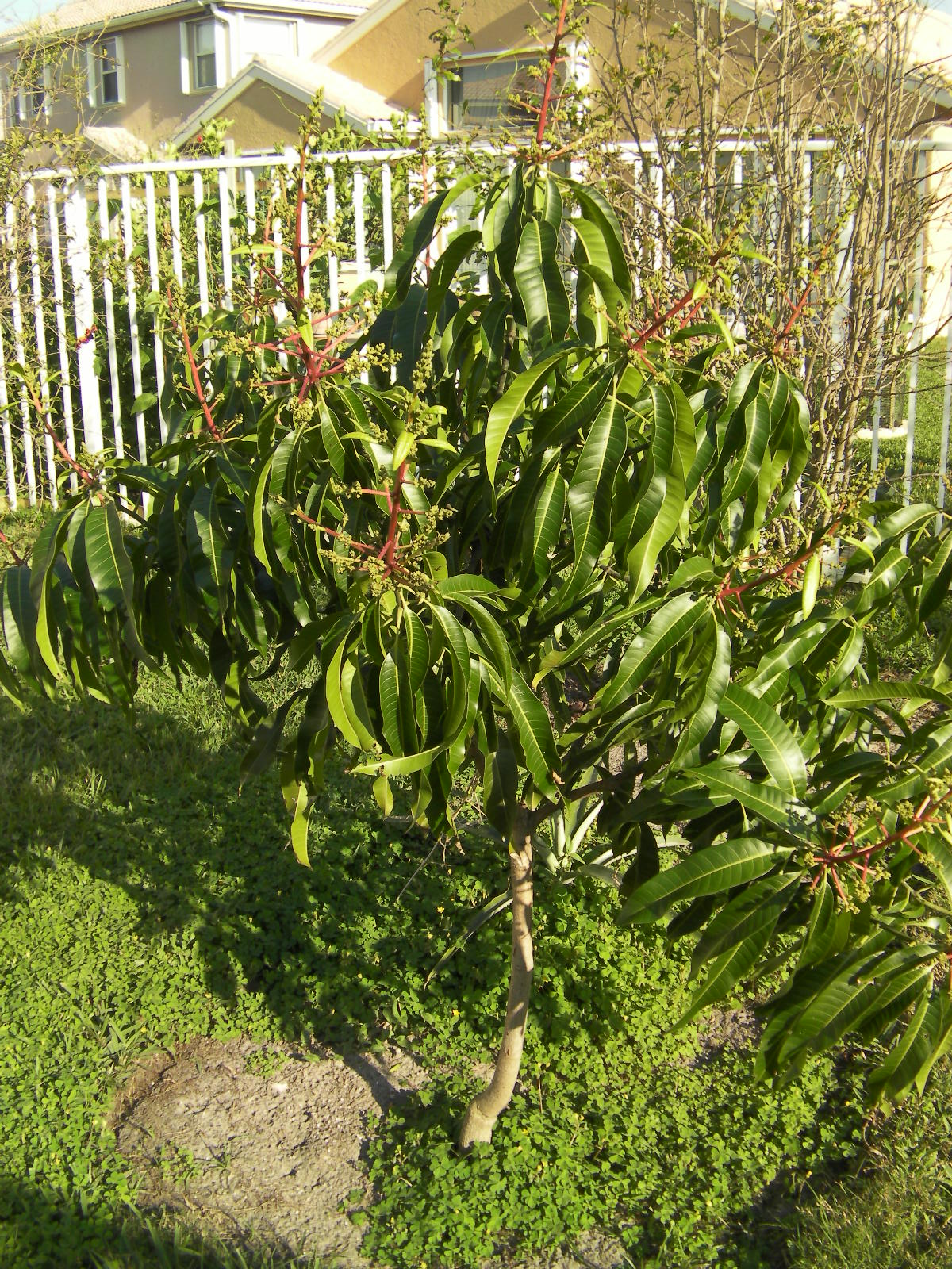 $$ The Budget Gardener $$: Mango trees in bloom everywhere