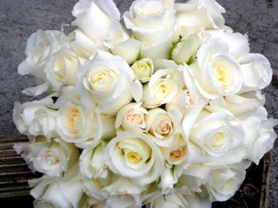 Gül (Rosa ) Genel Özellikleri - Bitki Çiçek