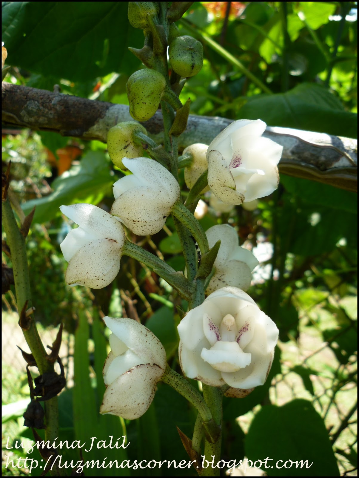 La Flor del Espíritu Santo