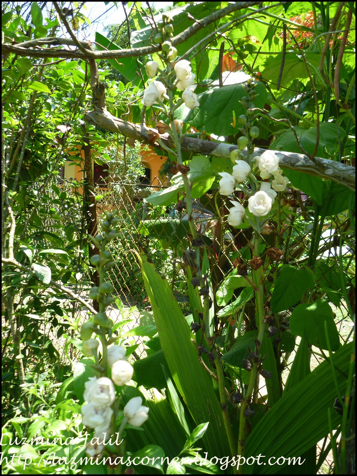 La Flor del Espíritu Santo