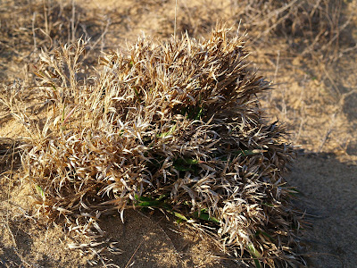 Strolling the Remnants: Sand Prairie Conservation Area