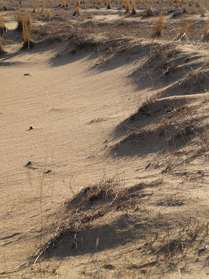 Strolling the Remnants: Sand Prairie Conservation Area