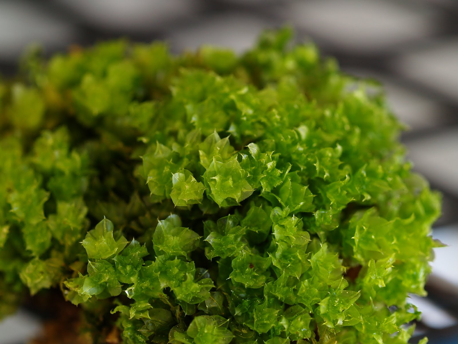 Winter Mosses (2009-2010)