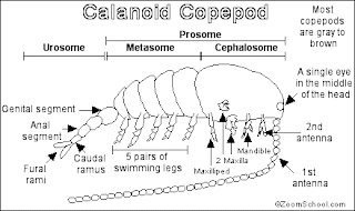 firman.laut57: copepoda