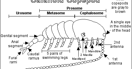 firman.laut57: copepoda