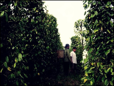 Truly Malaysia: Pertanian Di Malaysia