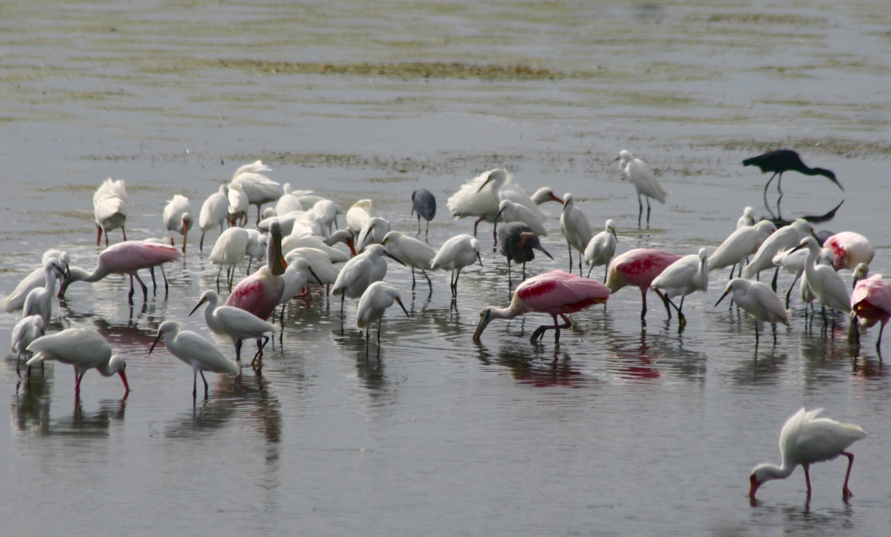 Kalamazoo Seasons: Ding Darling National Wildlife Refuge