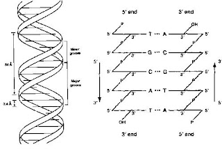 Molecular Biology: Structure of DNA