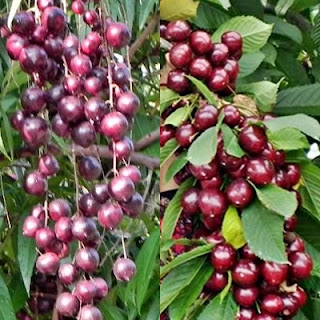 Ceri Terengganu - Buah Nadir 1 ~ TERENGGANU YANG KUKENALI