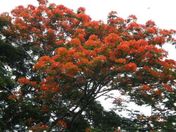 My Journey: Beautiful trees in the Philippines