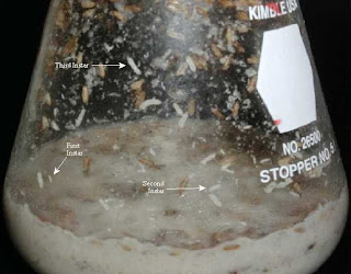 Drosophila: Knowing more about fruit flies