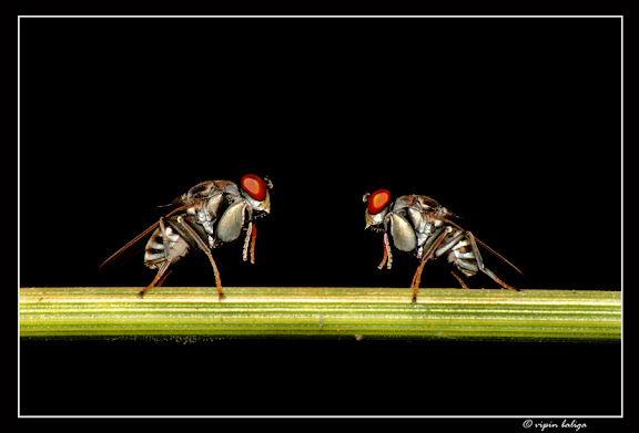 Diptera of Mumbai