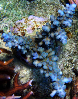 tutto coralli: ACROPORA AUSTERA