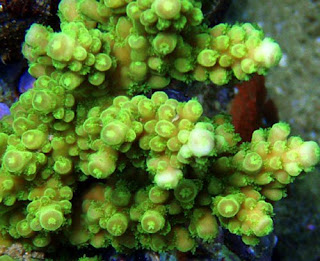 tutto coralli: ACROPORA FLORIDA