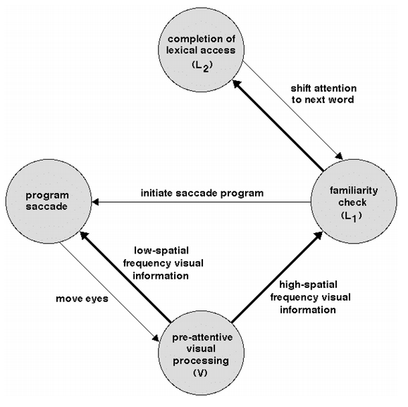 Plowing the River: Eye Tracking for Usability