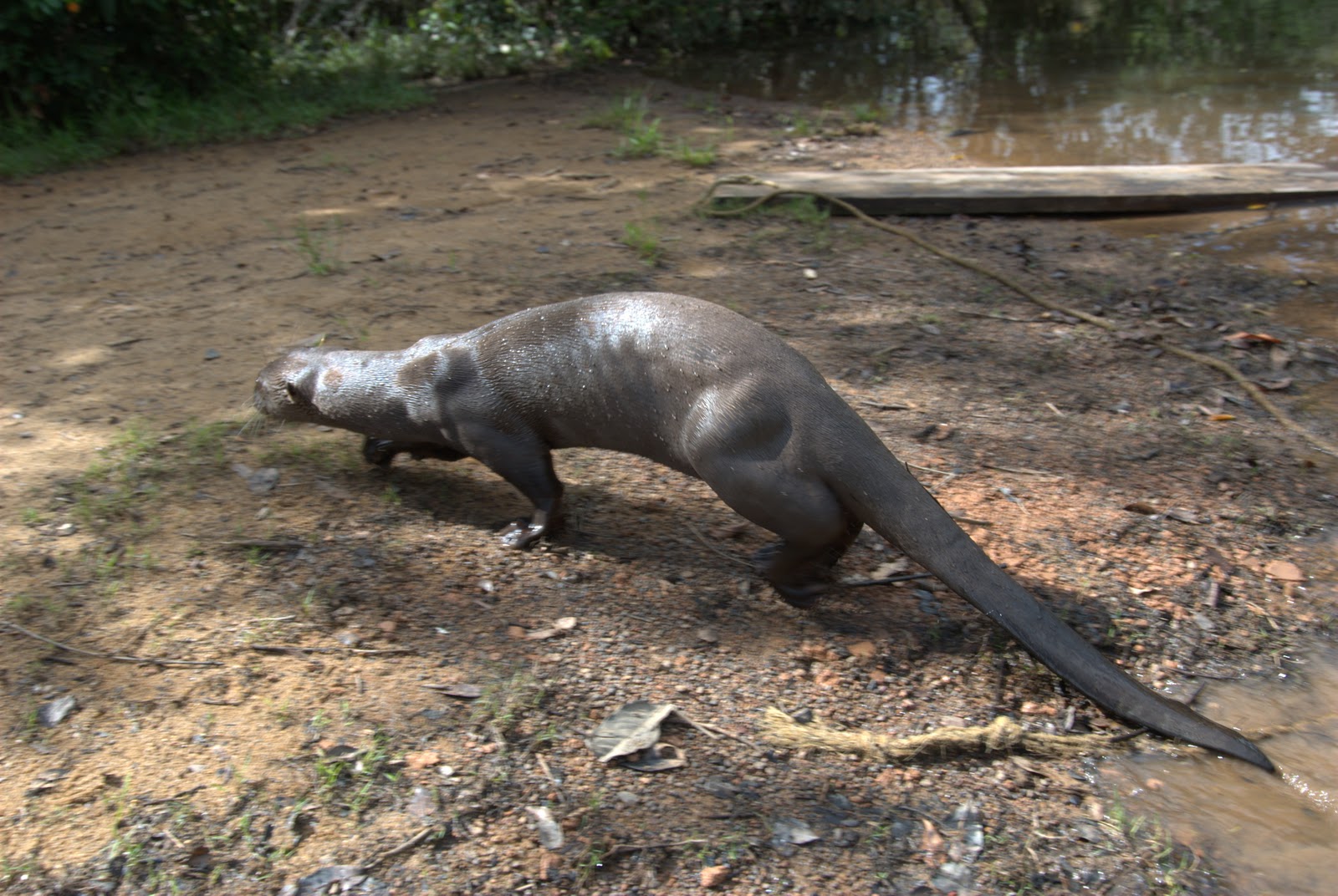 The Adventures of Andrea and Salvador: Caiman Got Waterdog!