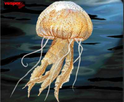 Ciências: Cnidários