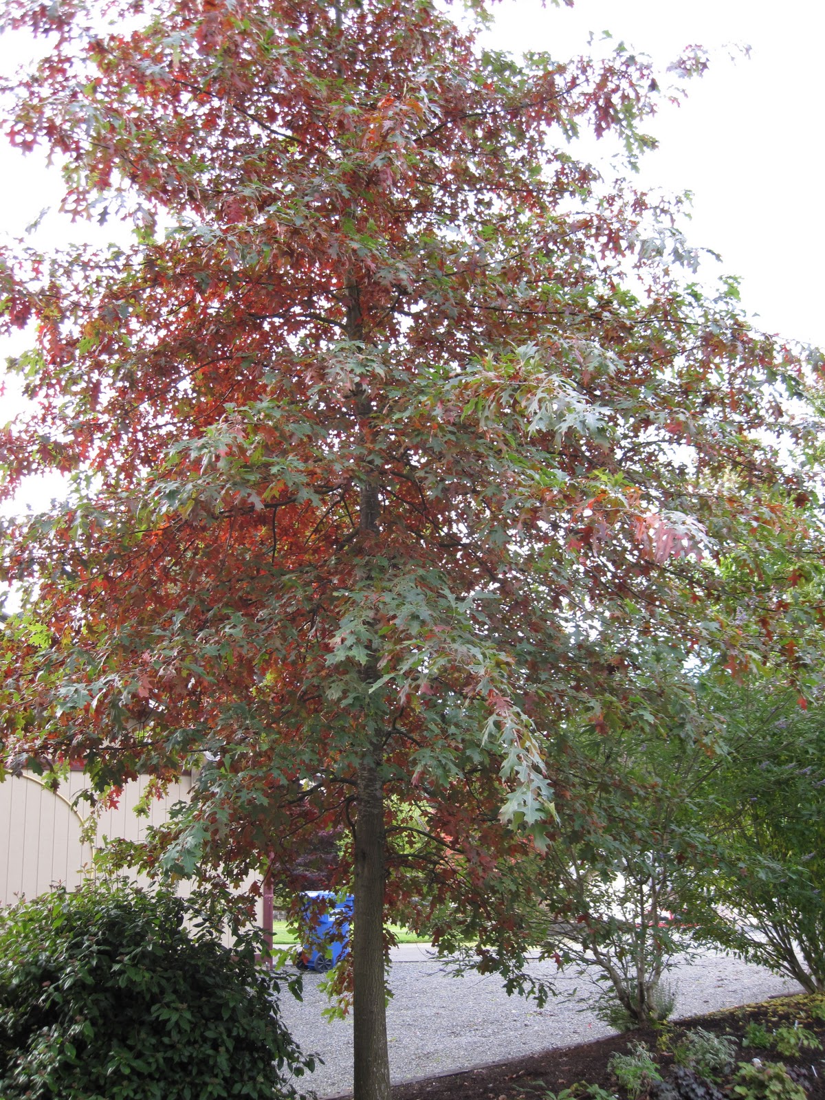 Bonney Lassie: Fertilizer Friday -- Still a Few Pretties