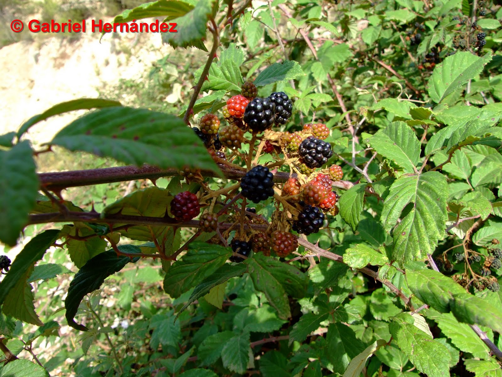 EL RINCÓN DEL VIEJO FORESTAL: ZARZA (Rubus ulmifolius)