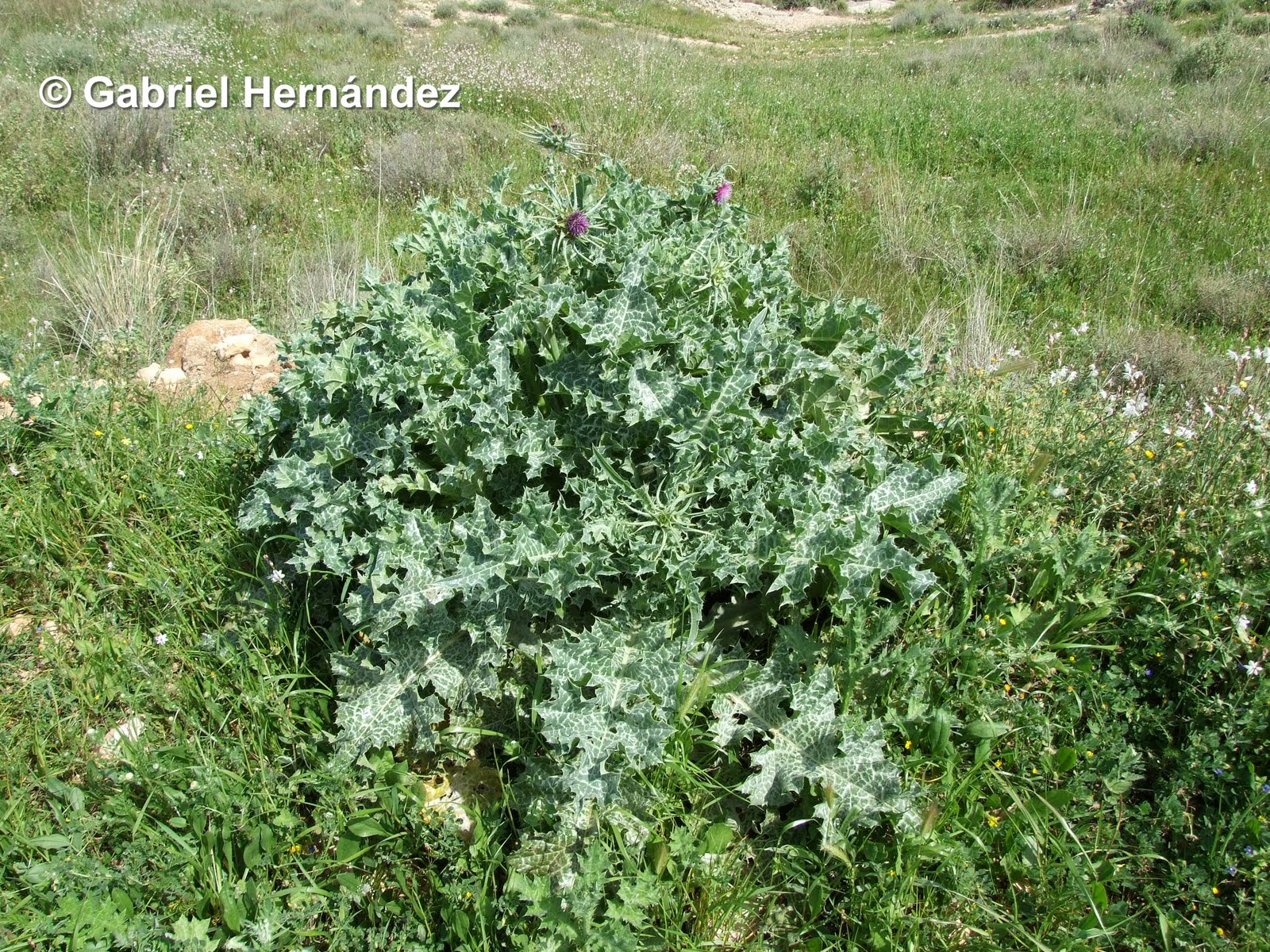 EL RINCÓN DEL VIEJO FORESTAL: CARDO MARIANO (Sylibum marianum)