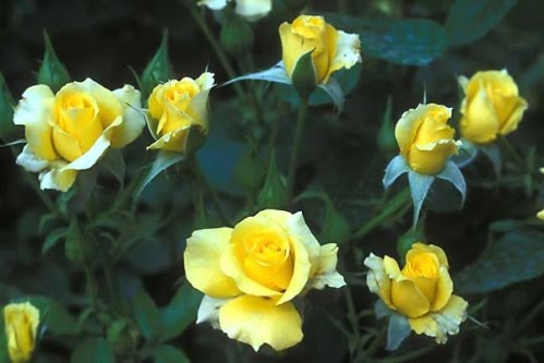 Flower Photos: Yellow Sunflare Floribunda Rose