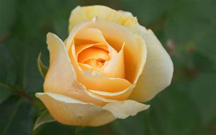 Flower Photos: Light Orange Rose