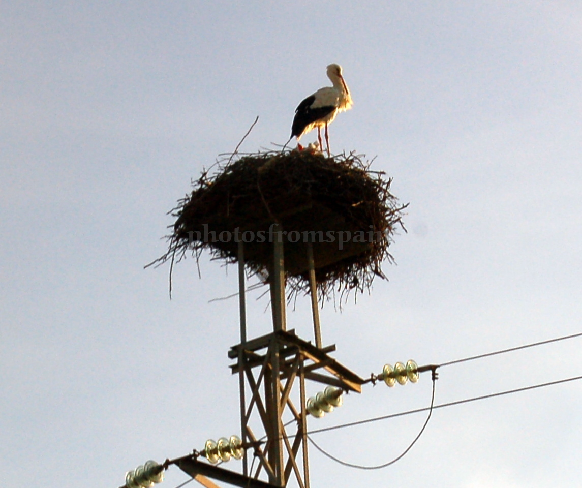 PHOTO'S FROM SPAIN: White Storks in Spain
