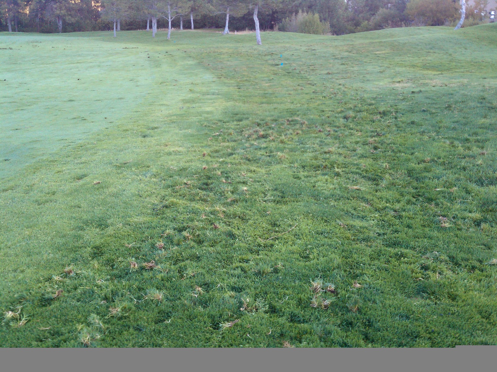 The Country Club at Castle Pines Golf Course Maintenance: Elk Damage