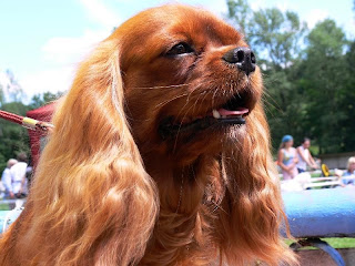 Noriu šuniuko!: Kavalieriaus Karaliaus Karolio spanieliai