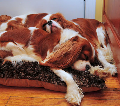 Noriu šuniuko!: Kavalieriaus Karaliaus Karolio spanieliai