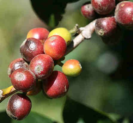 FLOWERSBLOOMS by "Elvie": FIGARO FUN RUN 2010, A Race to Save the ...