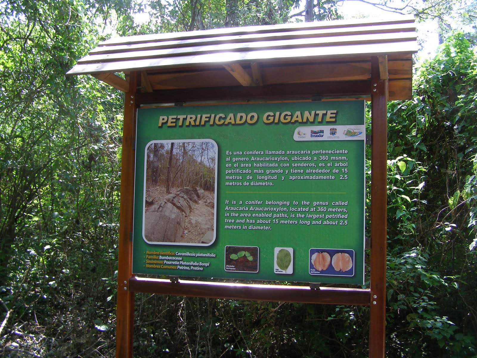 @geoparquesven: Bosque Petrificado de Puyango, República del Ecuador